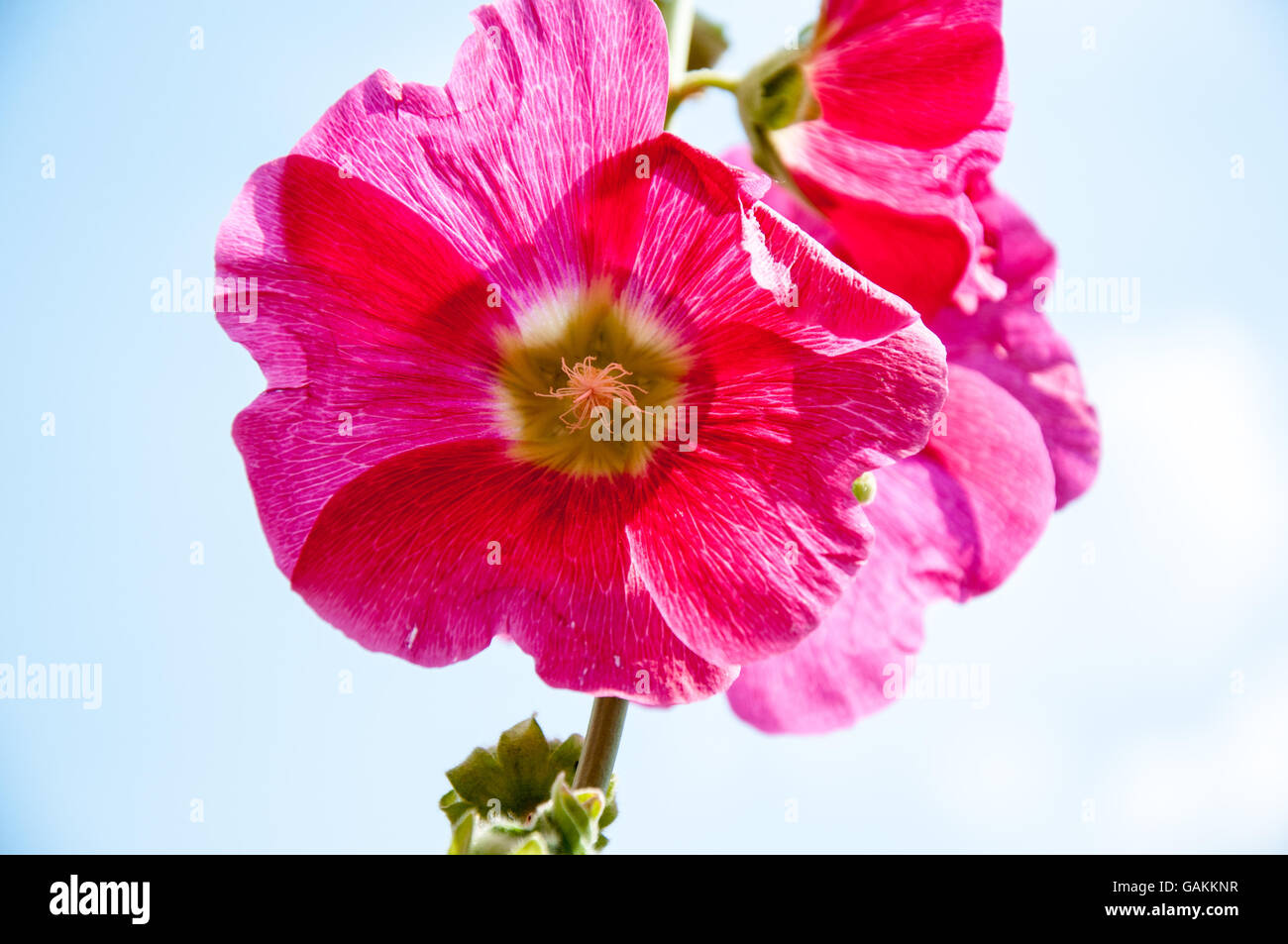 Malva flower red color in hot summer day Stock Photo - Alamy