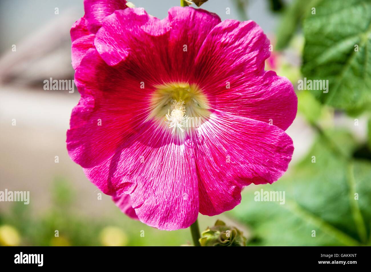 Malva flower red color in hot summer day Stock Photo - Alamy
