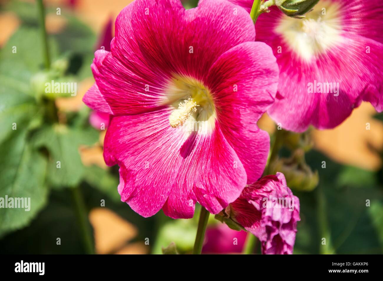 Malva flower red color in hot summer day Stock Photo - Alamy