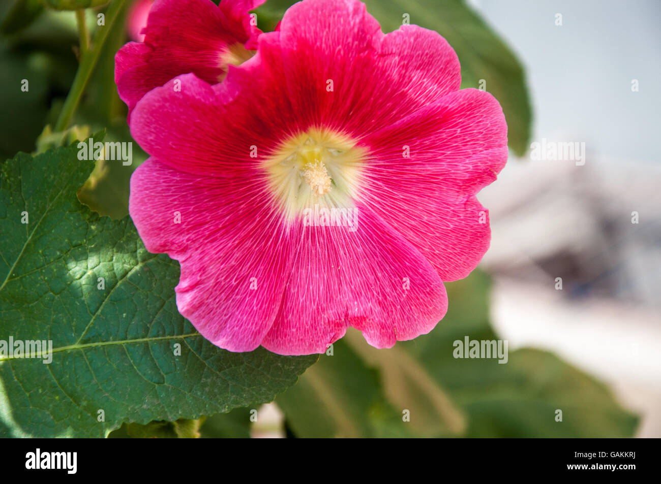 Malva flower red color in hot summer day Stock Photo - Alamy