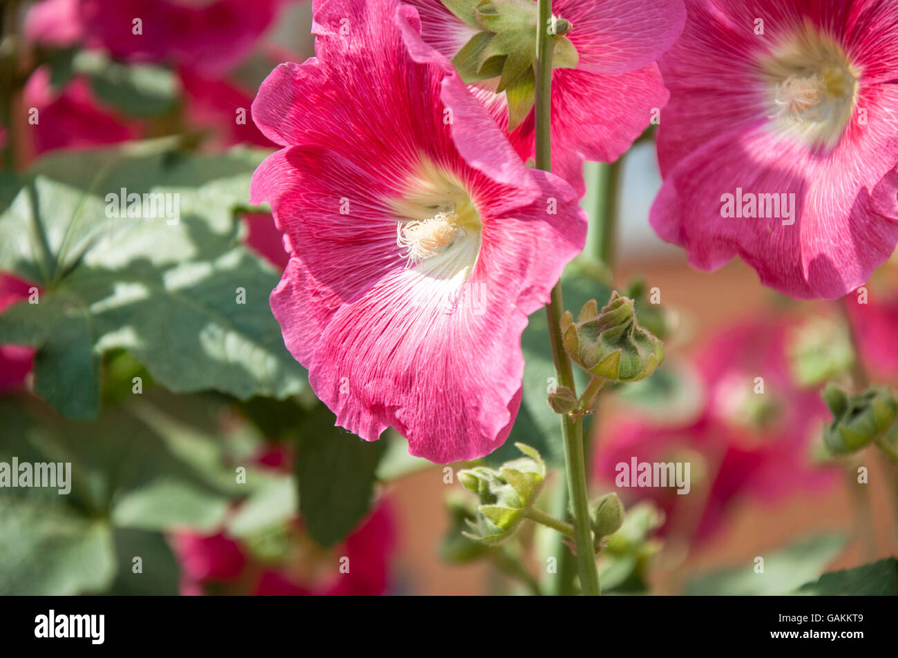 Malva flower red color in hot summer day Stock Photo - Alamy
