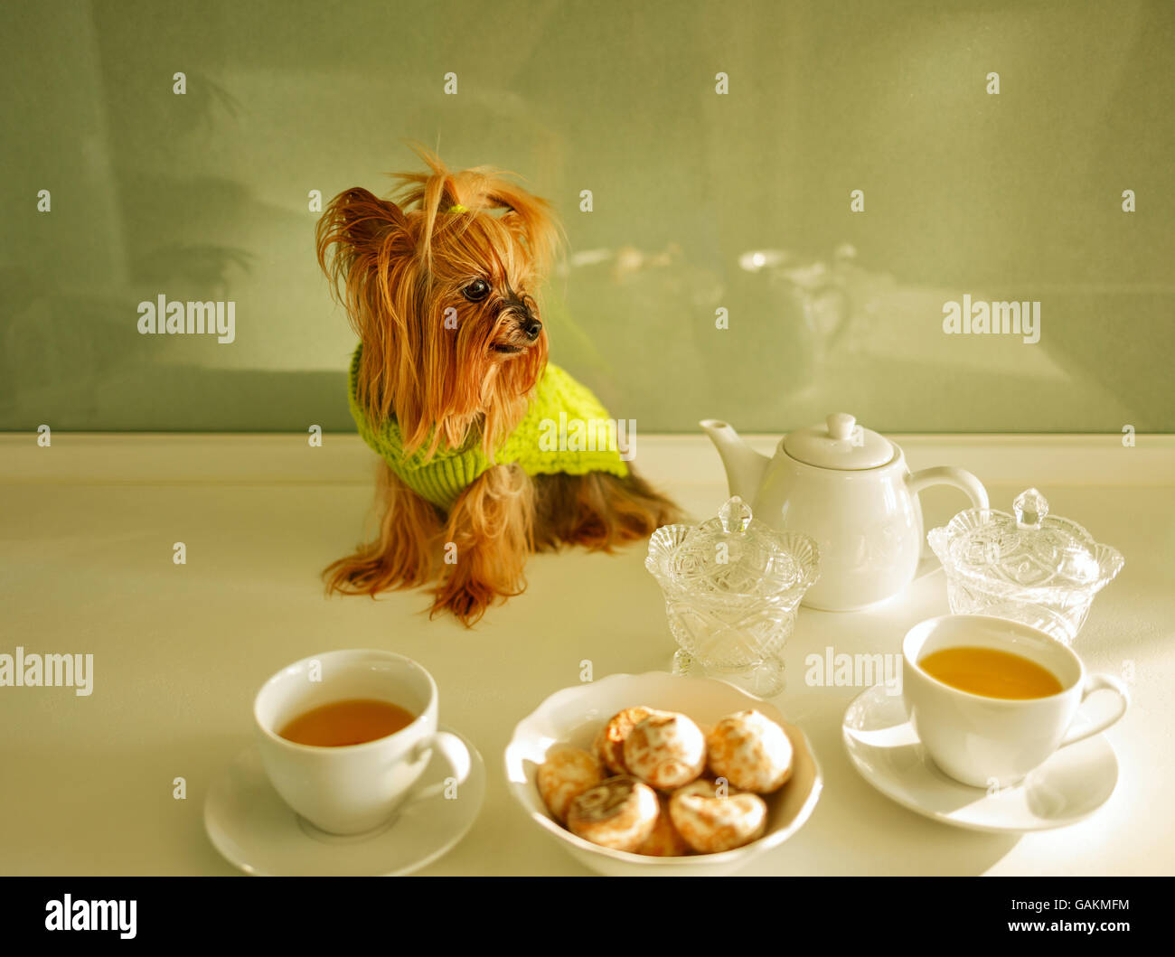 Yorkshire Terrier sitting on the kitchen table. Teatime with cookies ...