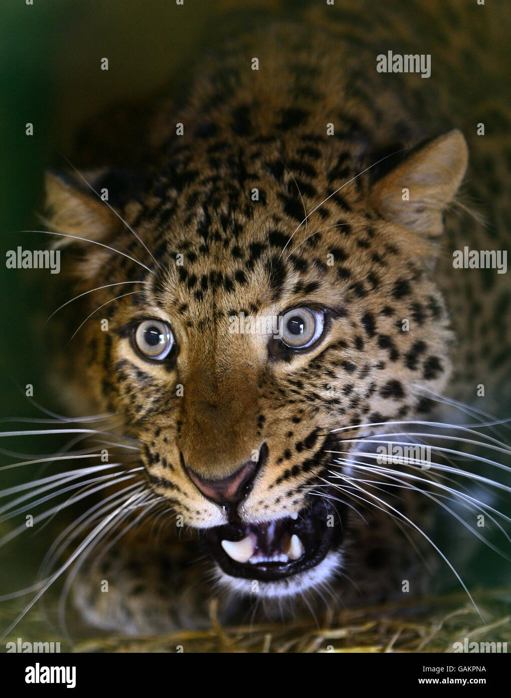 Northern Chinese Leopard believed to be first in UK Stock Photo - Alamy