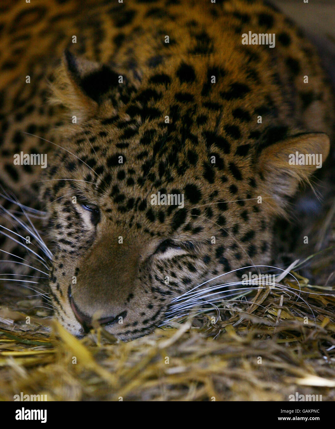 Cute chinese animals hi-res stock photography and images - Alamy