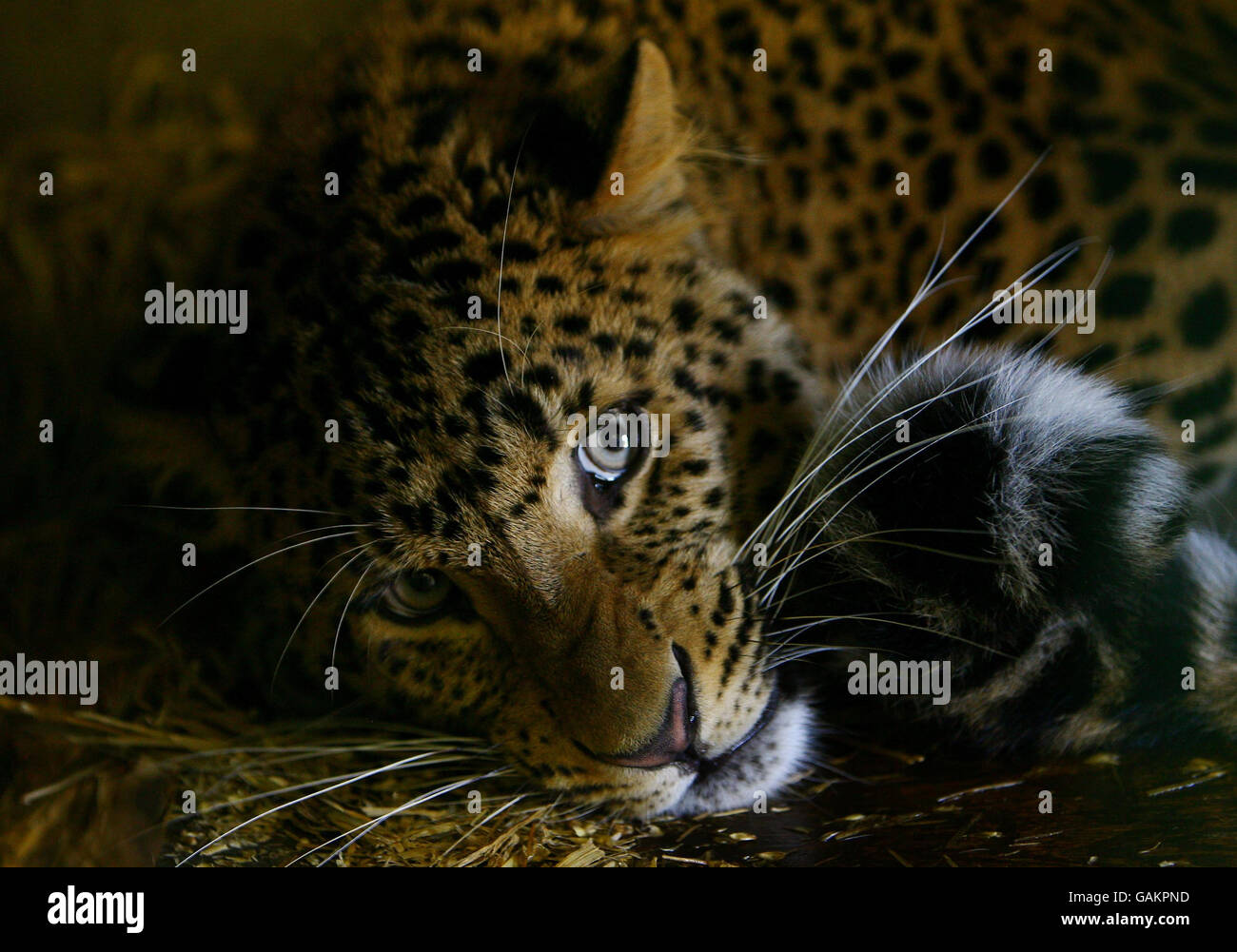 Baby North Chinese Leopard