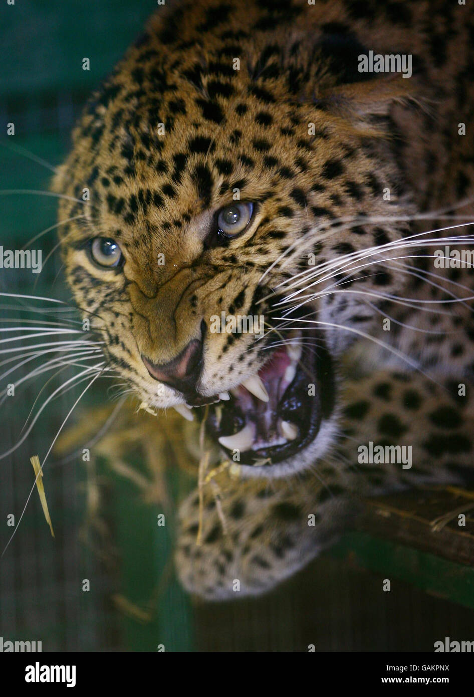 Northern Chinese Leopard believed to be first in UK Stock Photo - Alamy