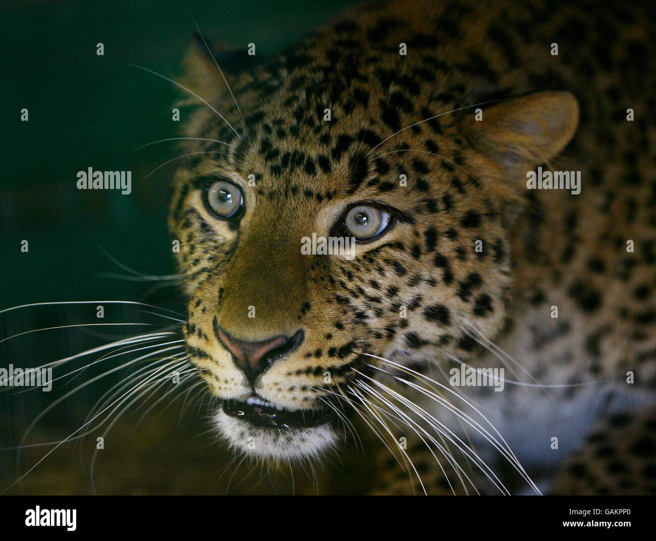 Ta'iri, a Northern Chinese Leopard, in his enclosure at the Wildlife ...