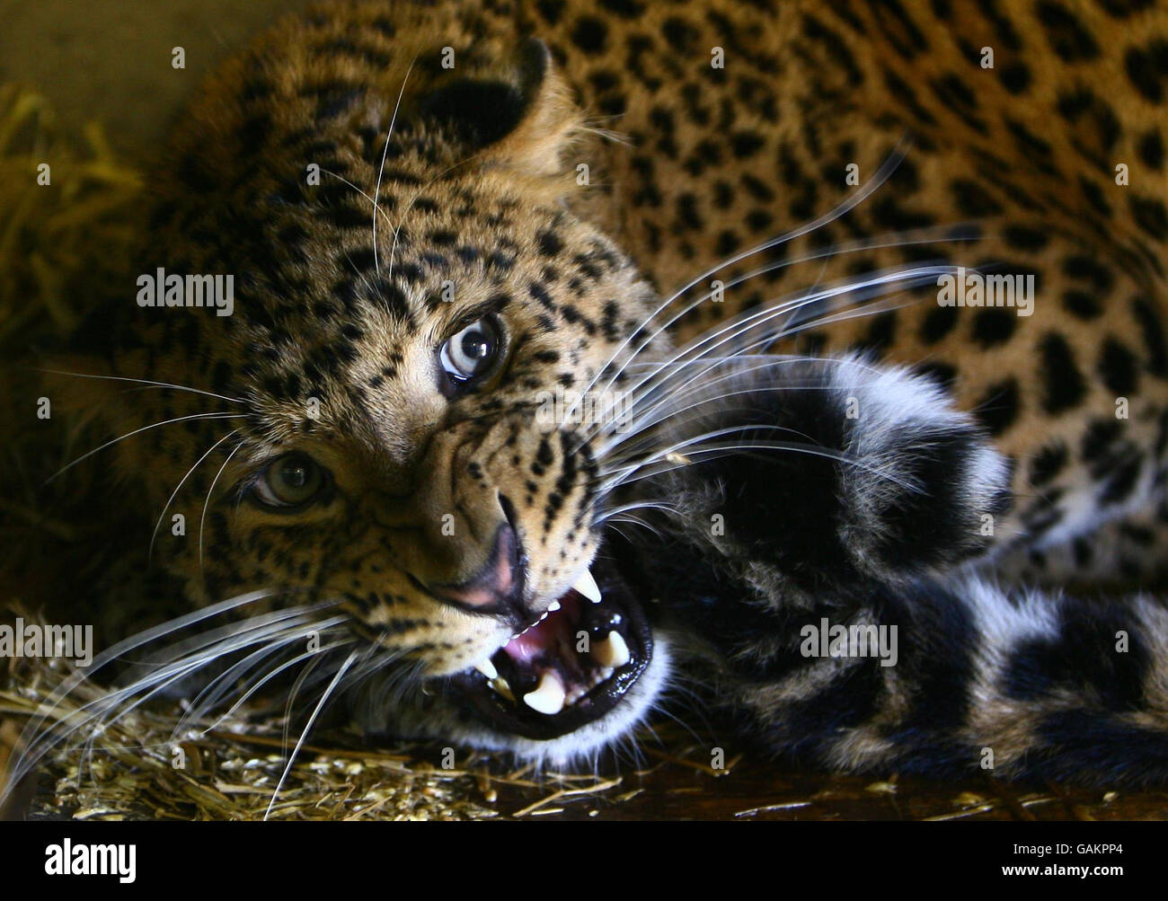 A Northern Chinese Leopard High Resolution Stock Photography and Images ...