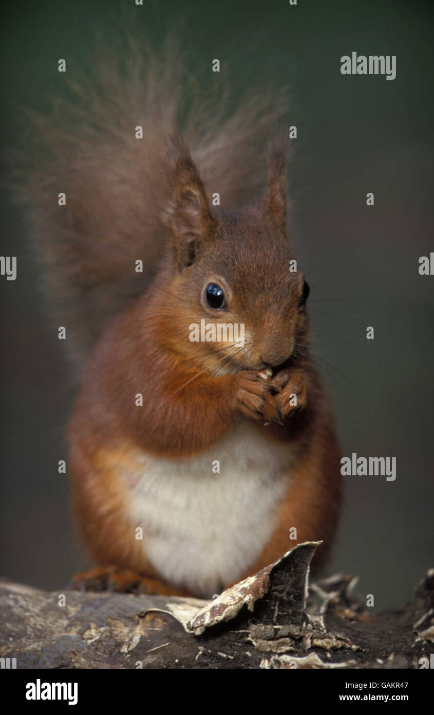 Red squirrel conservation efforts boosted Stock Photo - Alamy