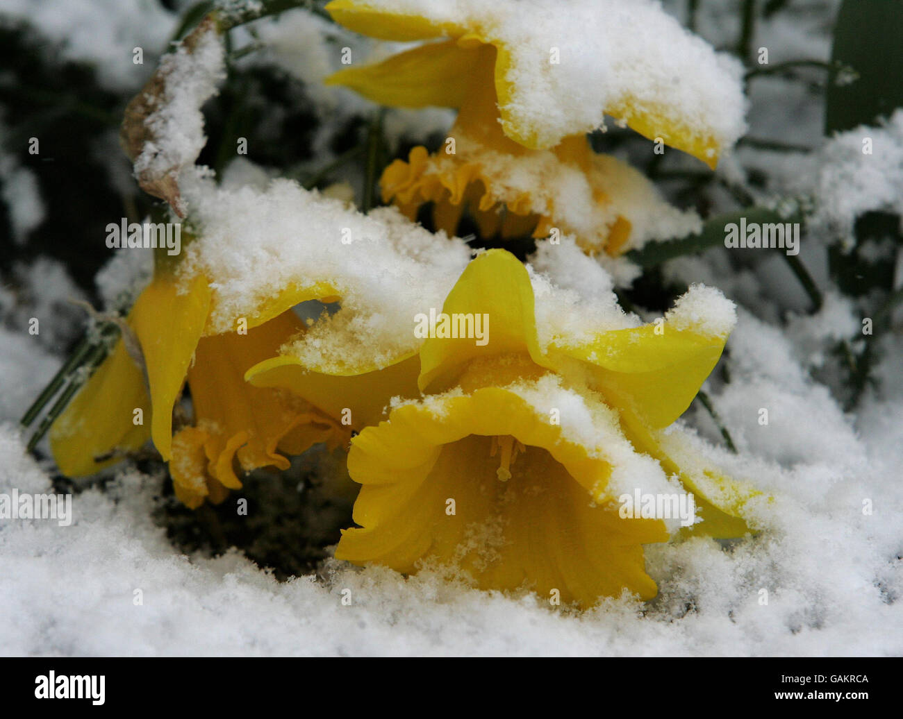 Snow hits the UK Stock Photo - Alamy