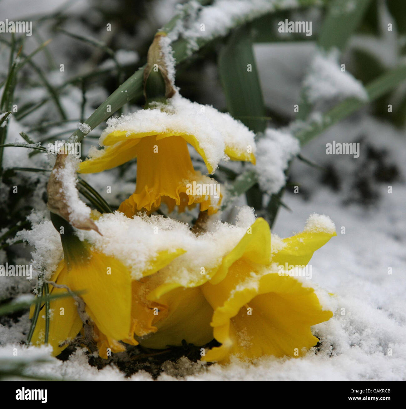 Snow hits the UK Stock Photo - Alamy