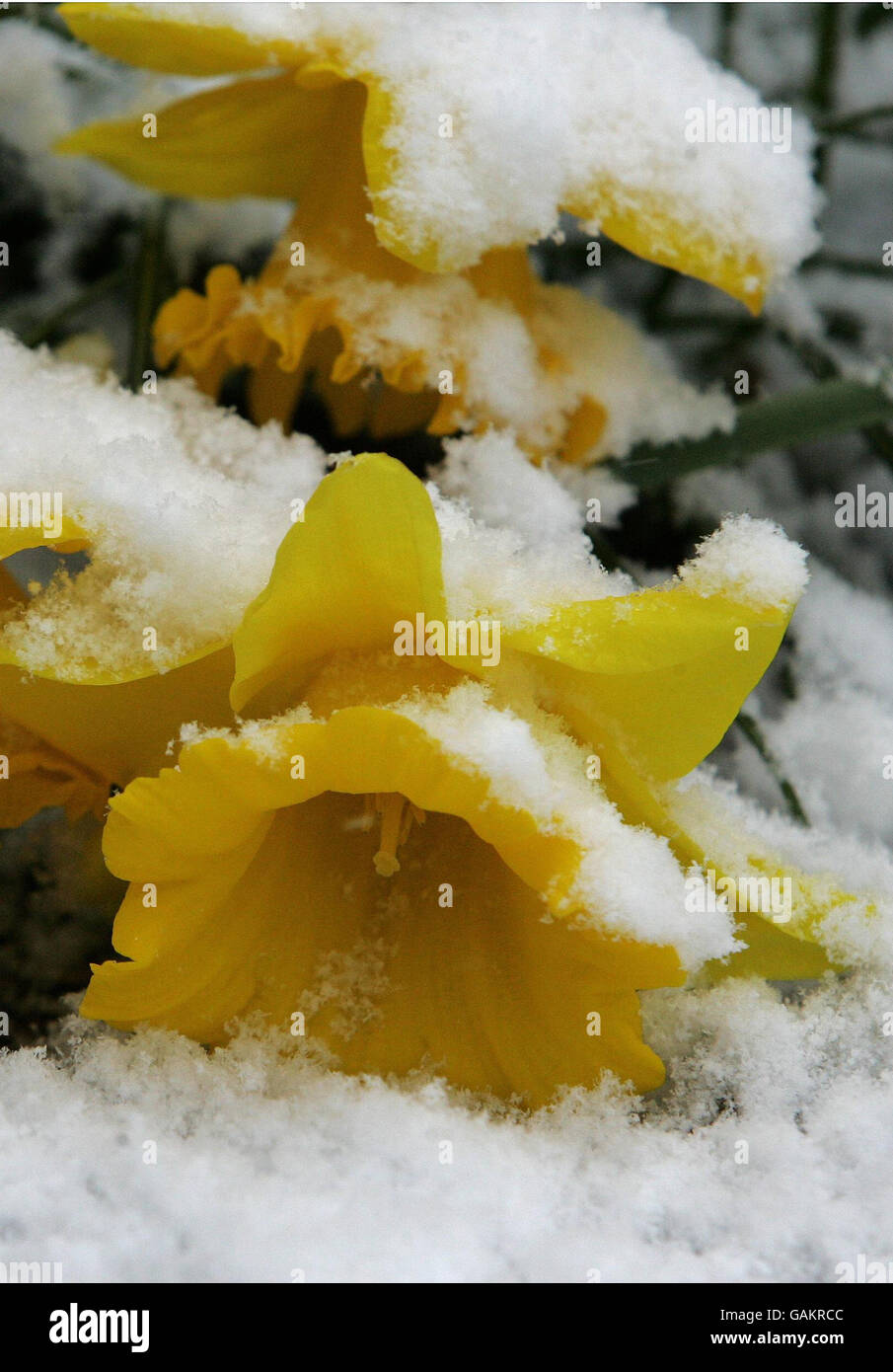 Snow hits the UK Stock Photo - Alamy