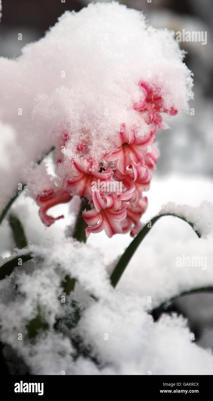 Snow hits the UK Stock Photo - Alamy