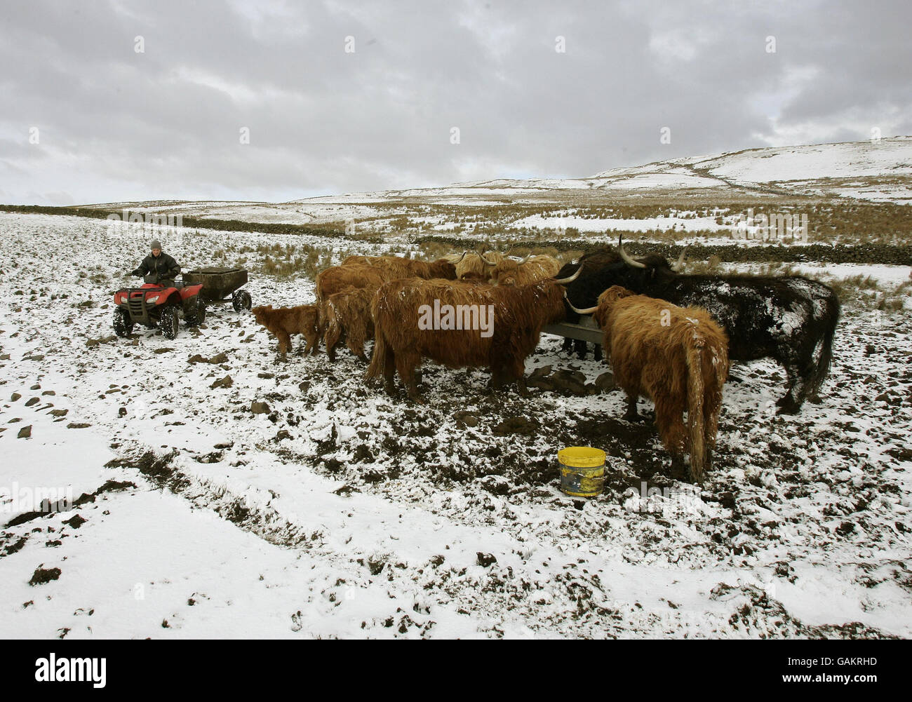 Farmer Peter Laidlaw from Craigannet Farm feeds highland cattle on the ...