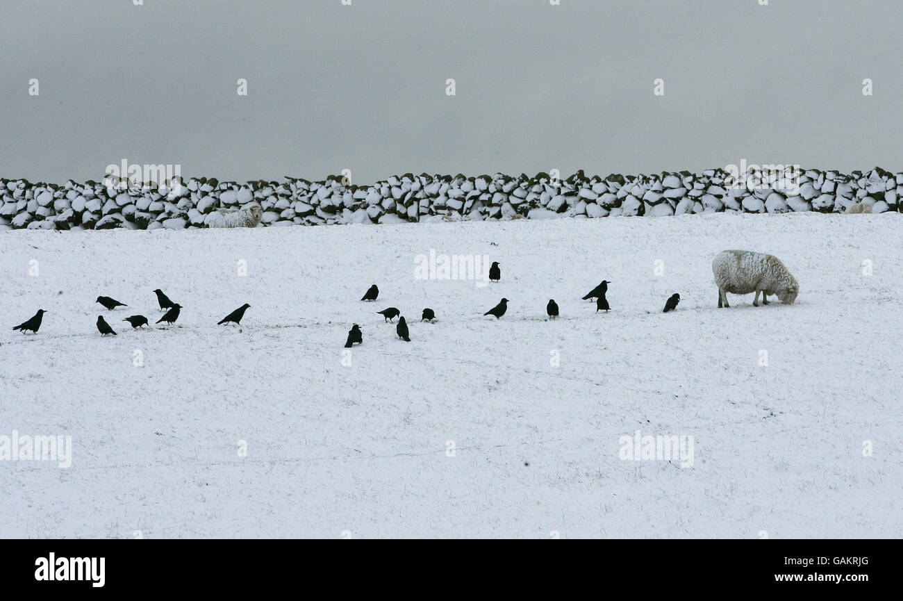 Craigannet Farm on the hills overlooking the Carron Dam reservoir in ...