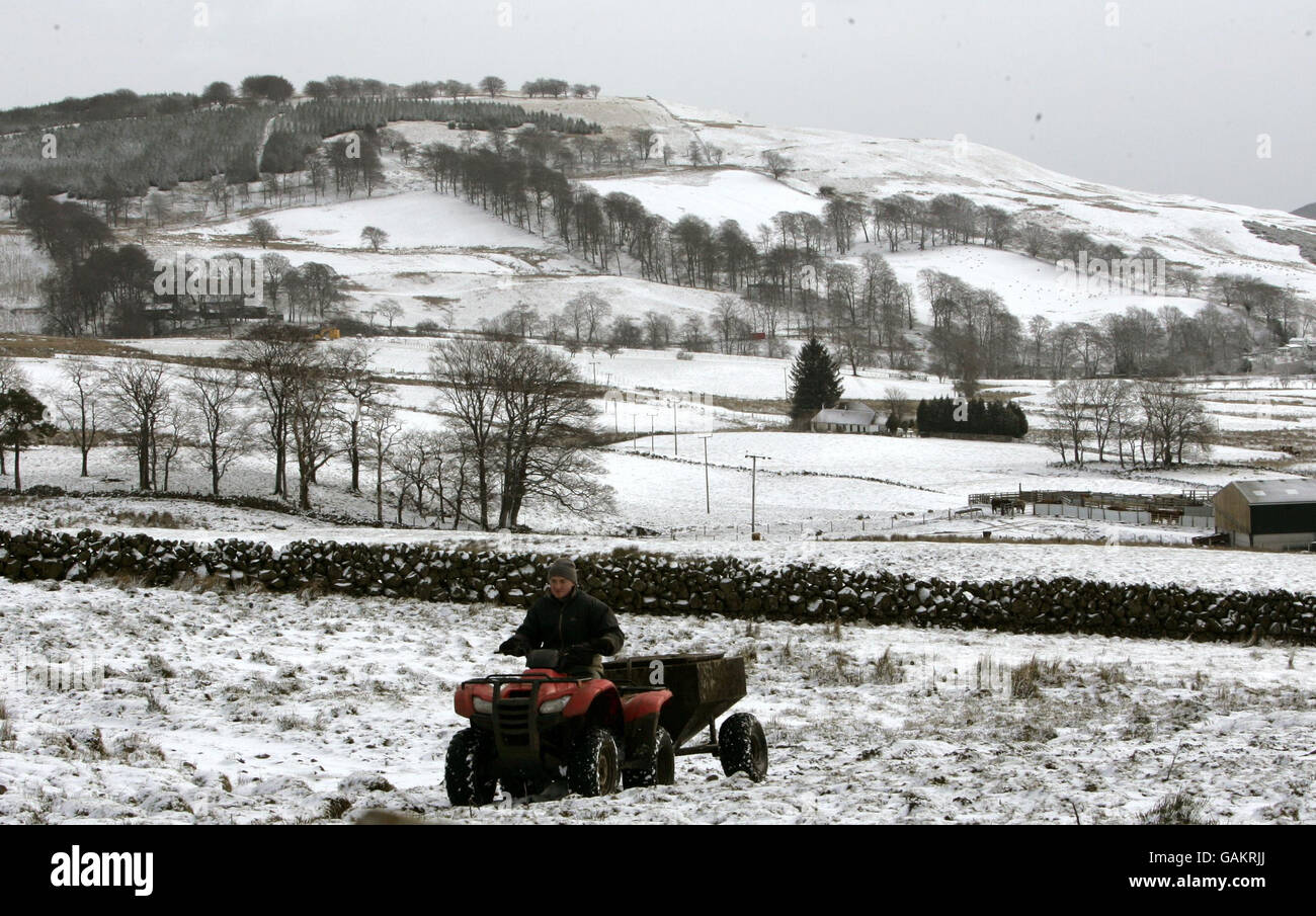 Farmer Peter Laidlaw from Craigannet Farm feeds highland cattle on the ...