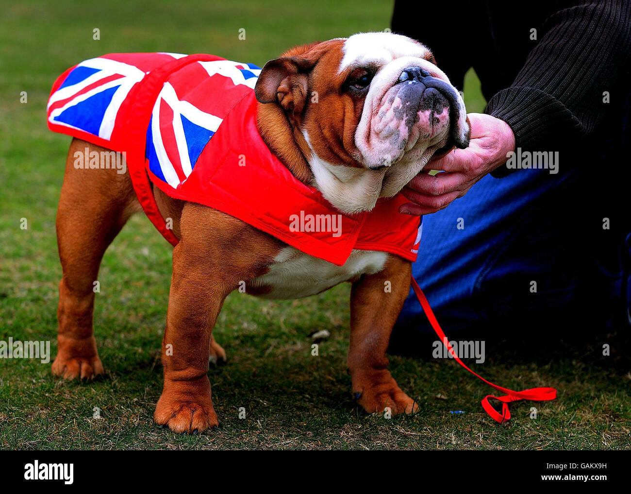 Crufts dog show Stock Photo - Alamy