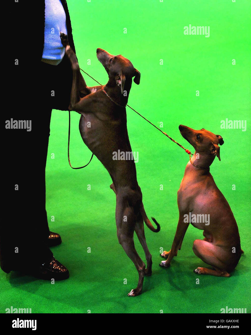 Italian Greyhounds pictured at Crufts dog show today, which this year ...