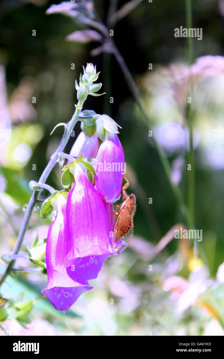 Cicada on flower hi-res stock photography and images - Alamy