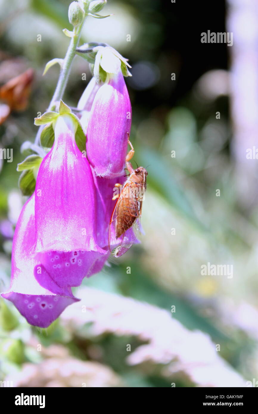 Cicada on a Foxglove Flower Stock Photo - Alamy