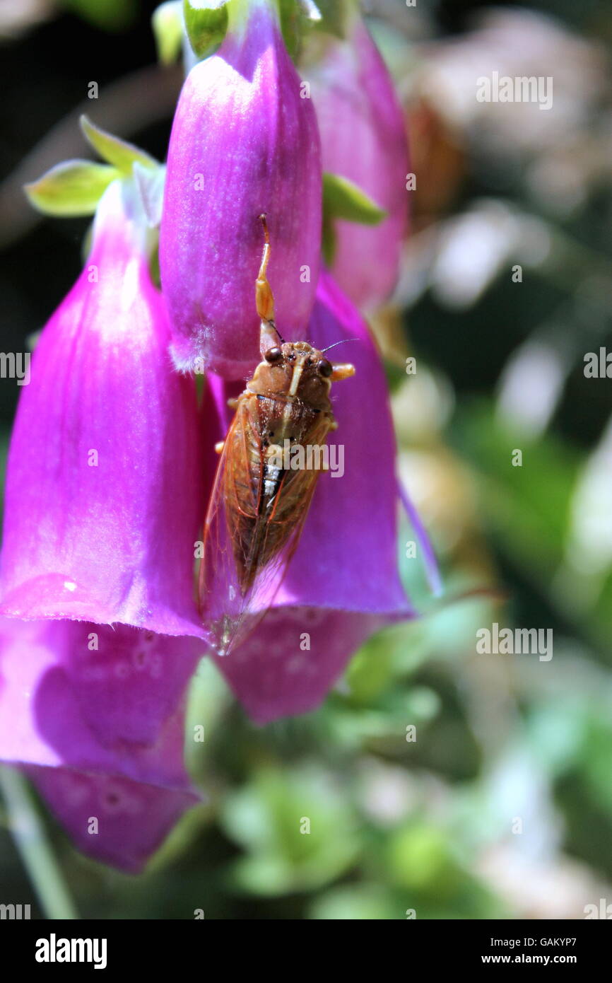 Cicada on a Foxglove Flower Stock Photo - Alamy