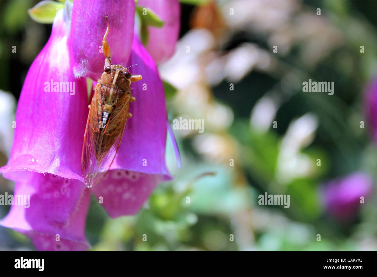 Cicada on flower hi-res stock photography and images - Alamy