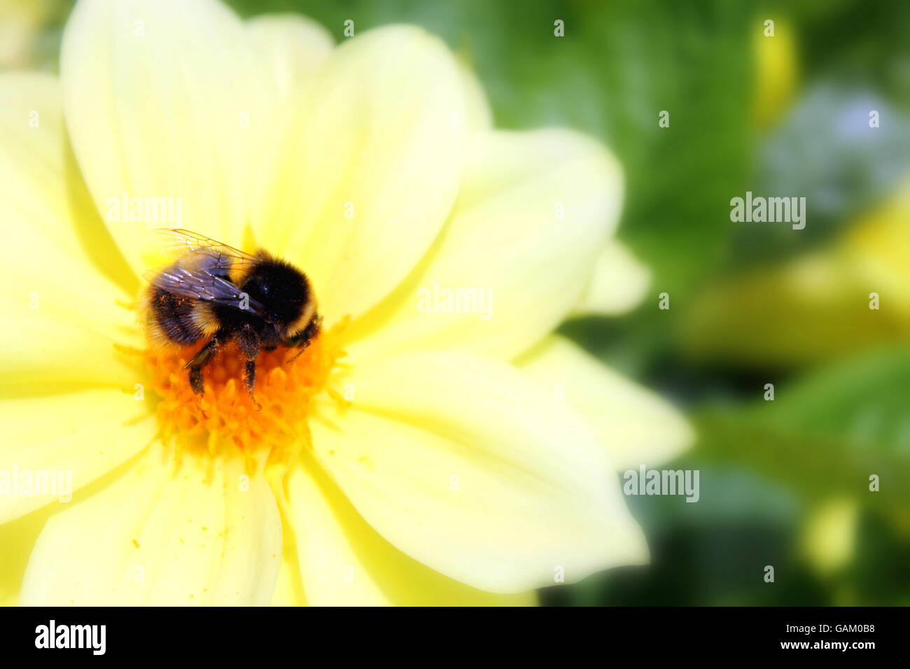 Black and yellow bumblebee hi-res stock photography and images - Alamy
