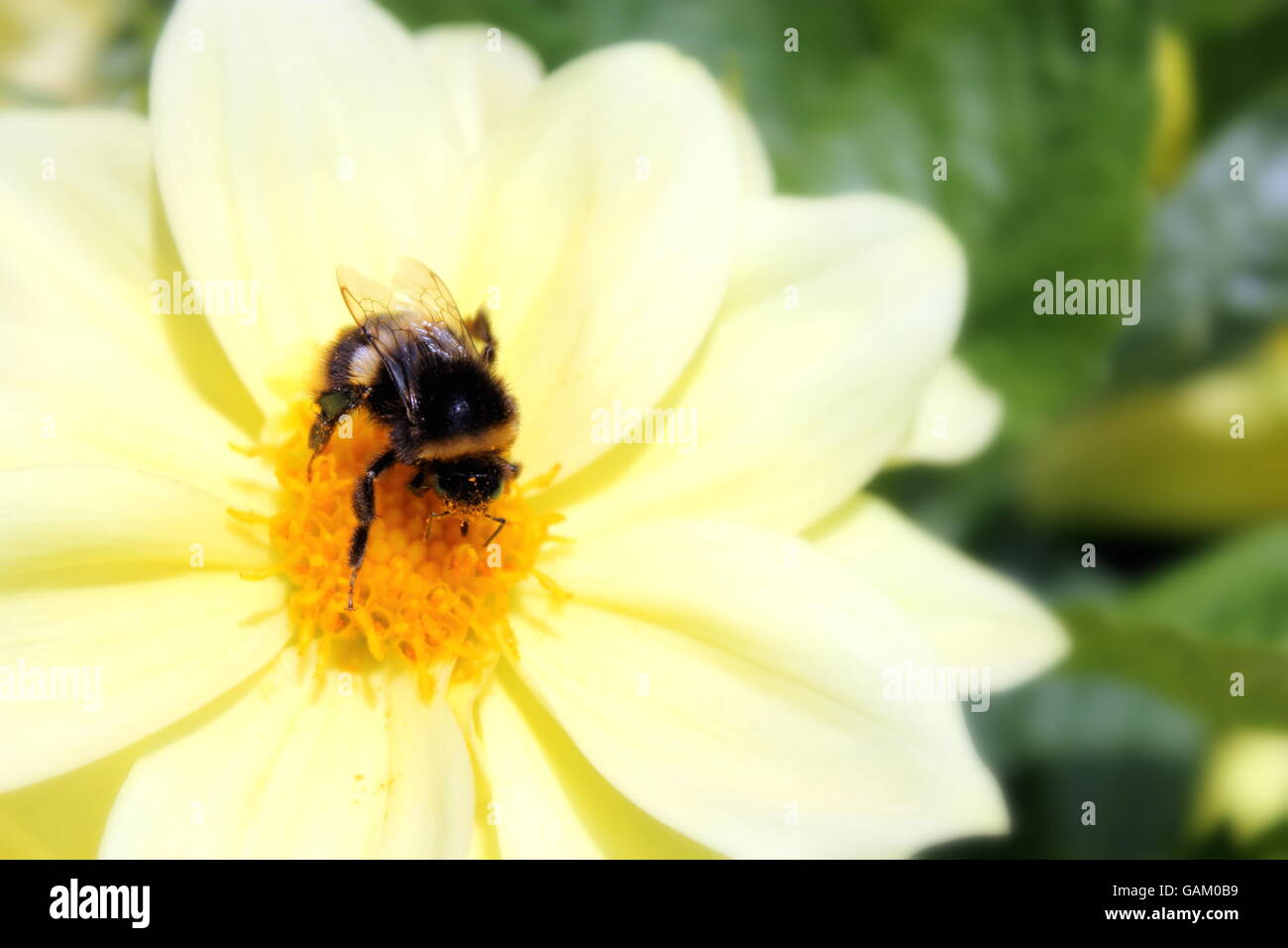 Black and yellow bumblebee hi-res stock photography and images - Alamy
