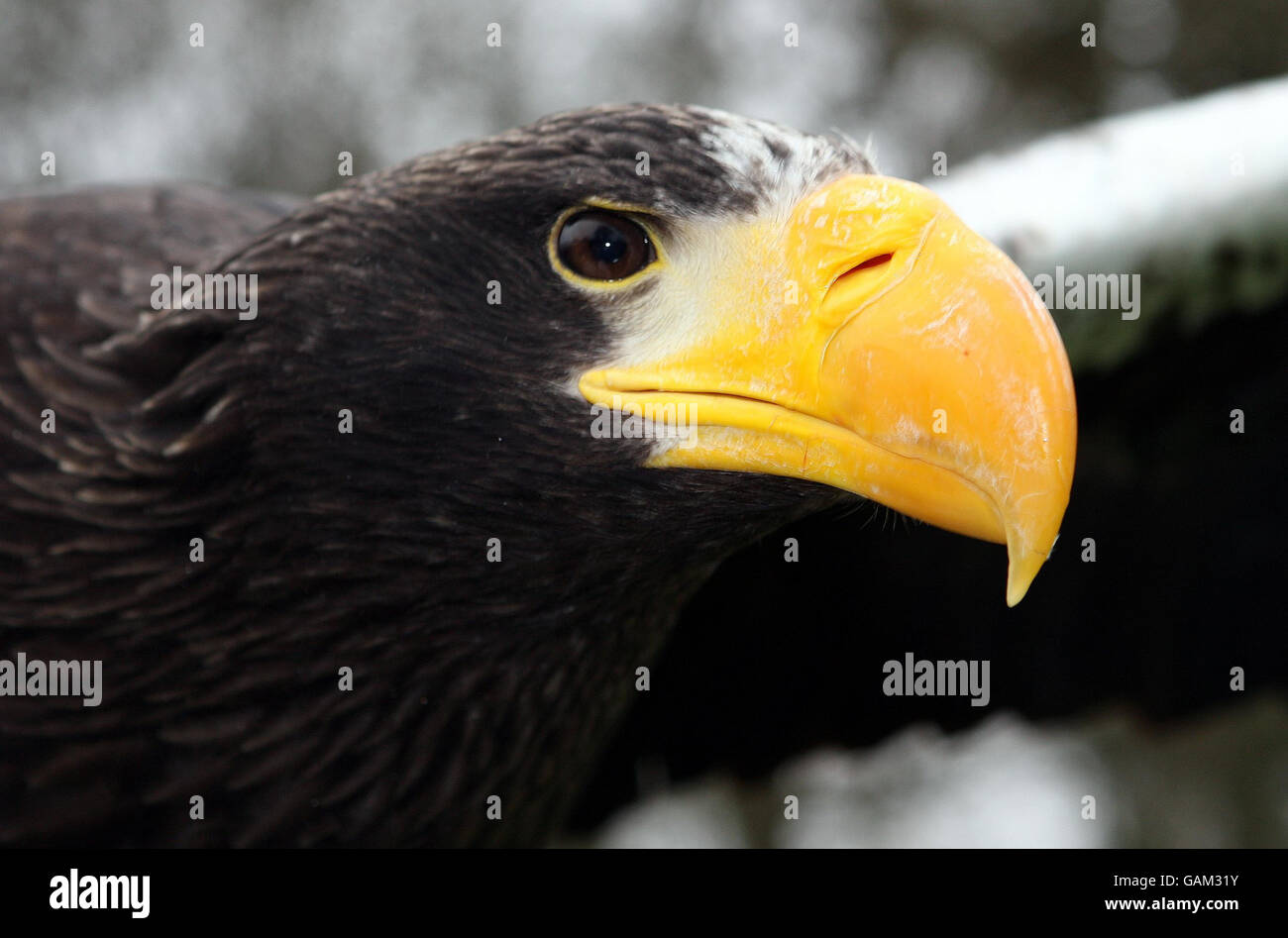 Stellar sea eagle warwick castle hi-res stock photography and images ...