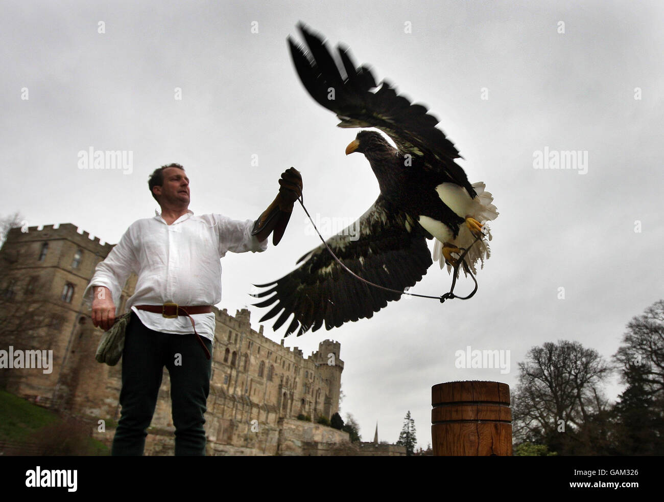 Stellar Sea Eagle at Warwick Castle Stock Photo - Alamy