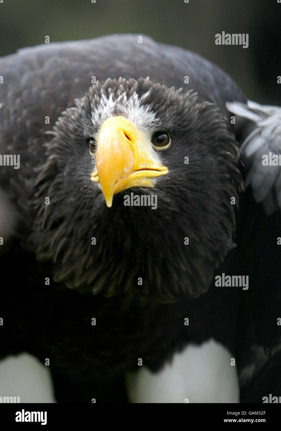 Stellar Sea Eagle at Warwick Castle Stock Photo - Alamy