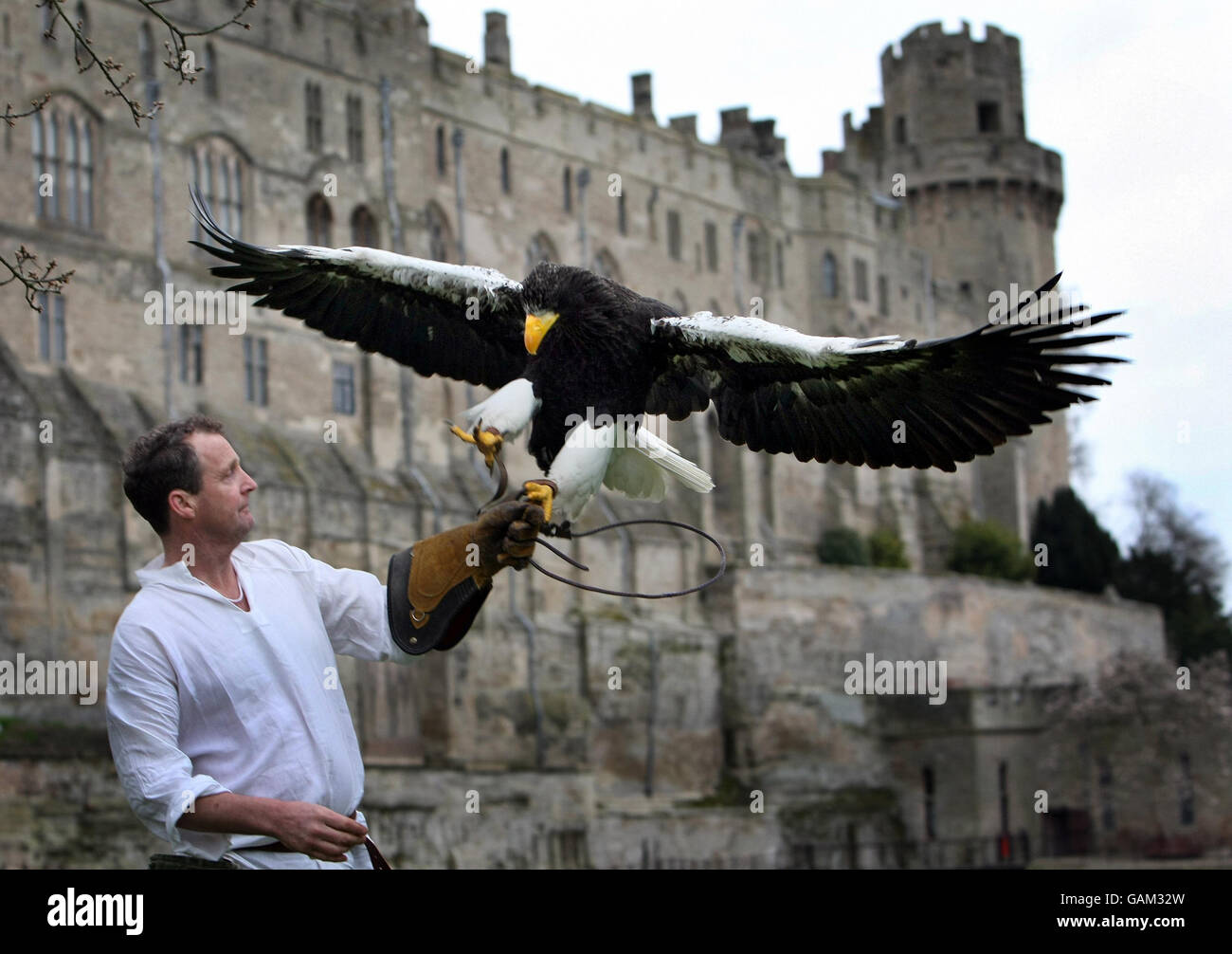 Stellar sea eagle nikita warwick castle hi-res stock photography and ...