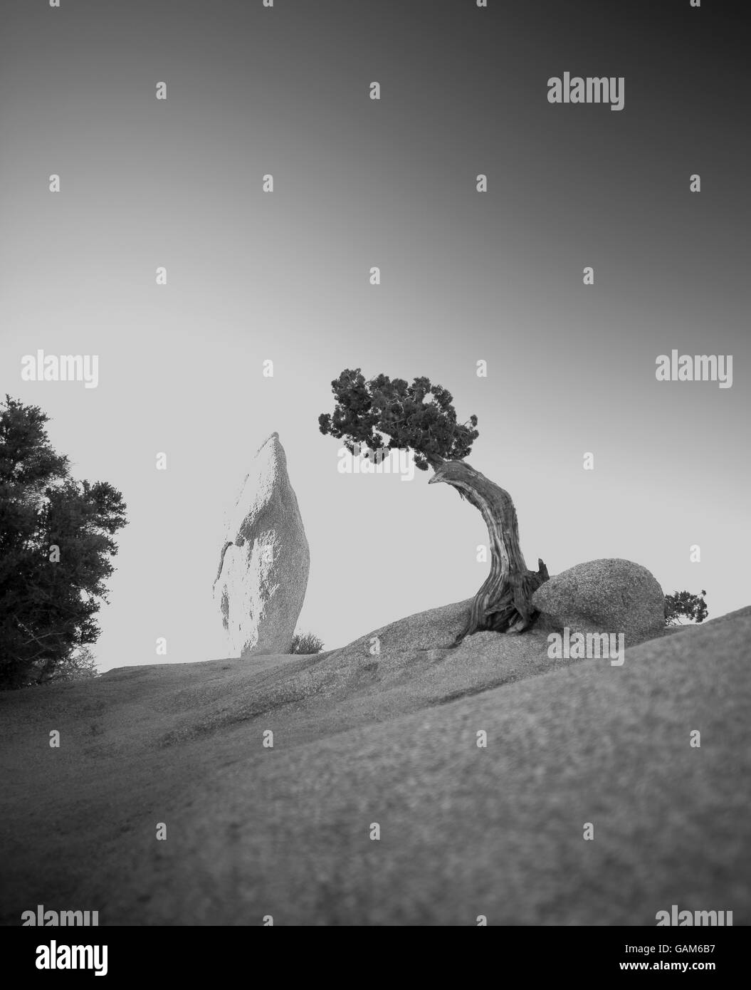 American juniper Black and White Stock Photos & Images - Alamy