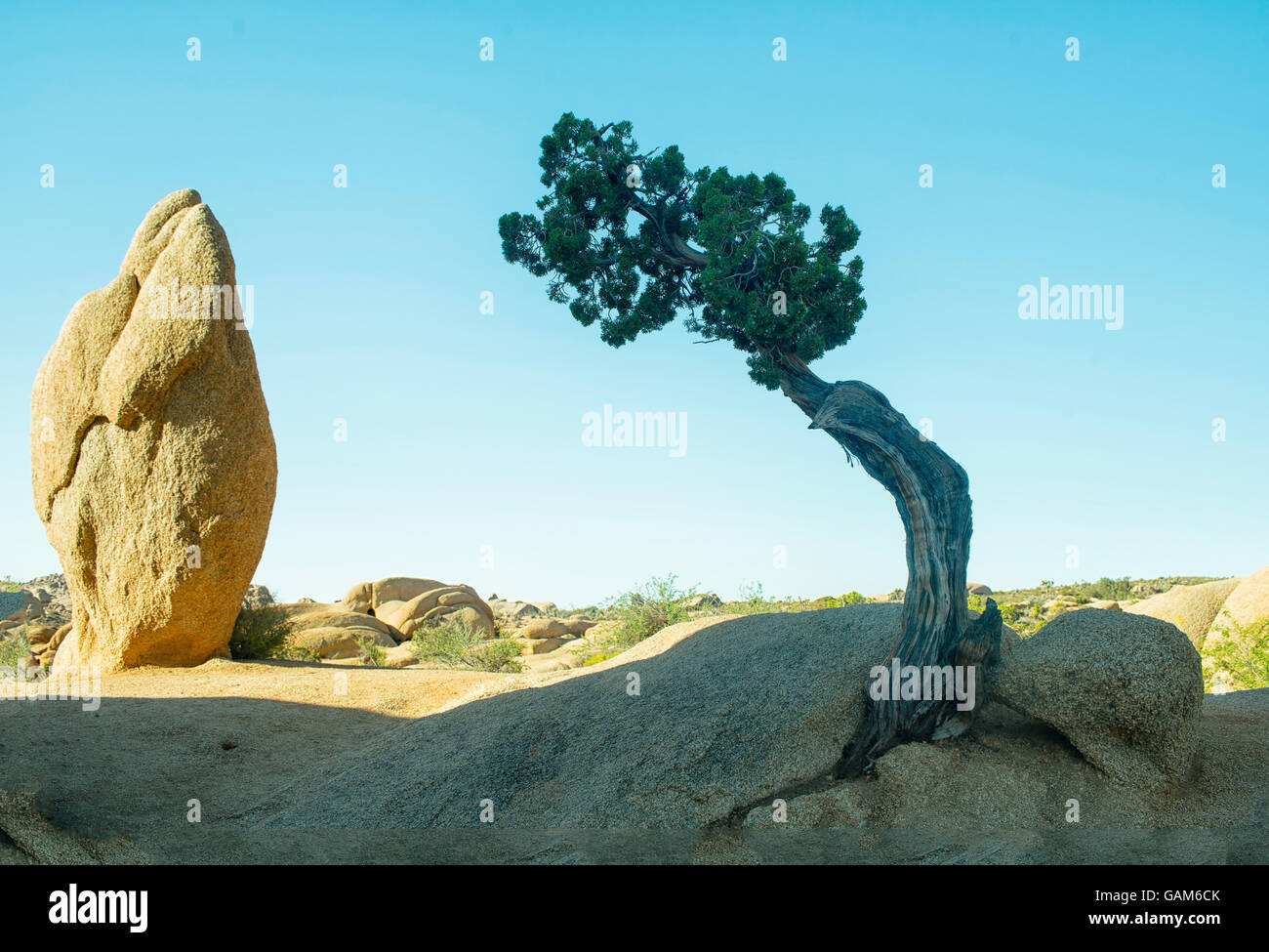 Iconic Rock and Juniper tree in Joshua Tree NP Stock Photo - Alamy