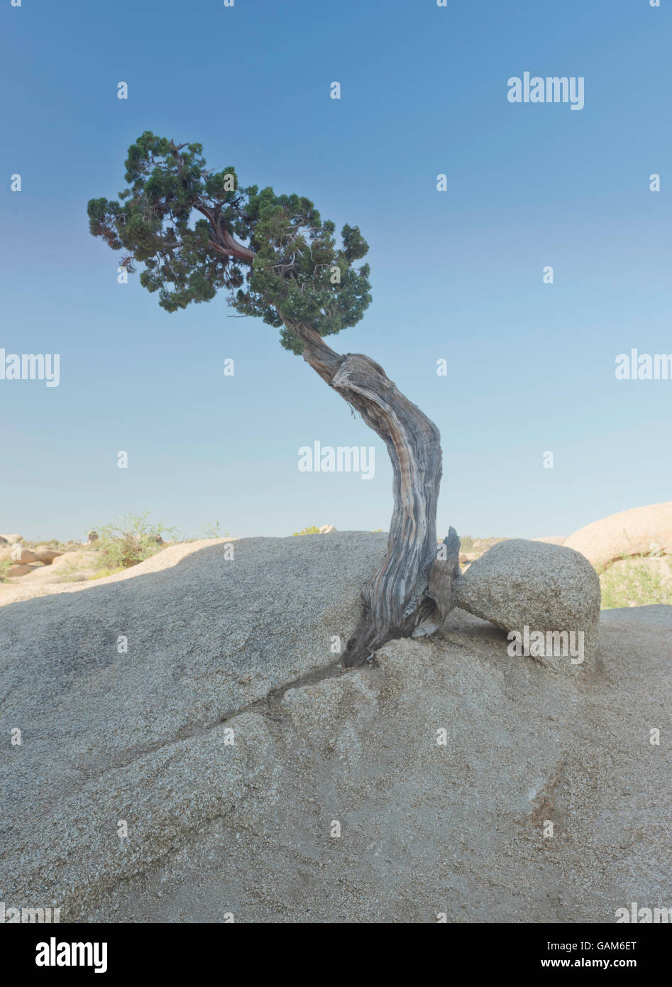 Iconic Juniper tree in Joshua Tree NP Stock Photo - Alamy