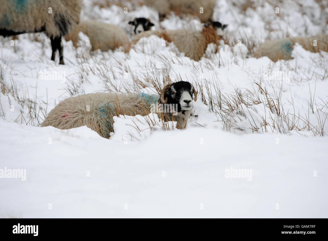 Snow hits the UK Stock Photo - Alamy