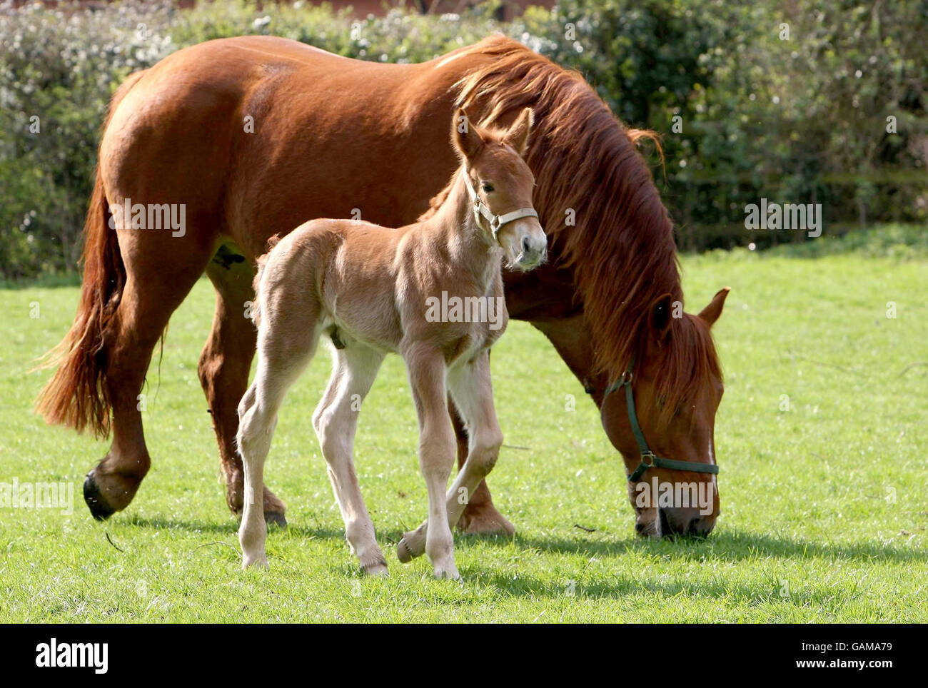 Breeder celebrates birth of rare foal Stock Photo - Alamy