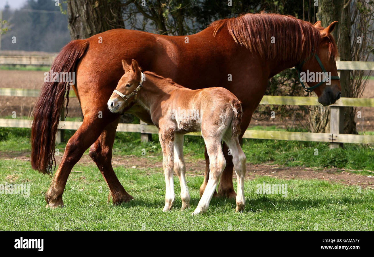 Breeder celebrates birth of rare foal Stock Photo - Alamy