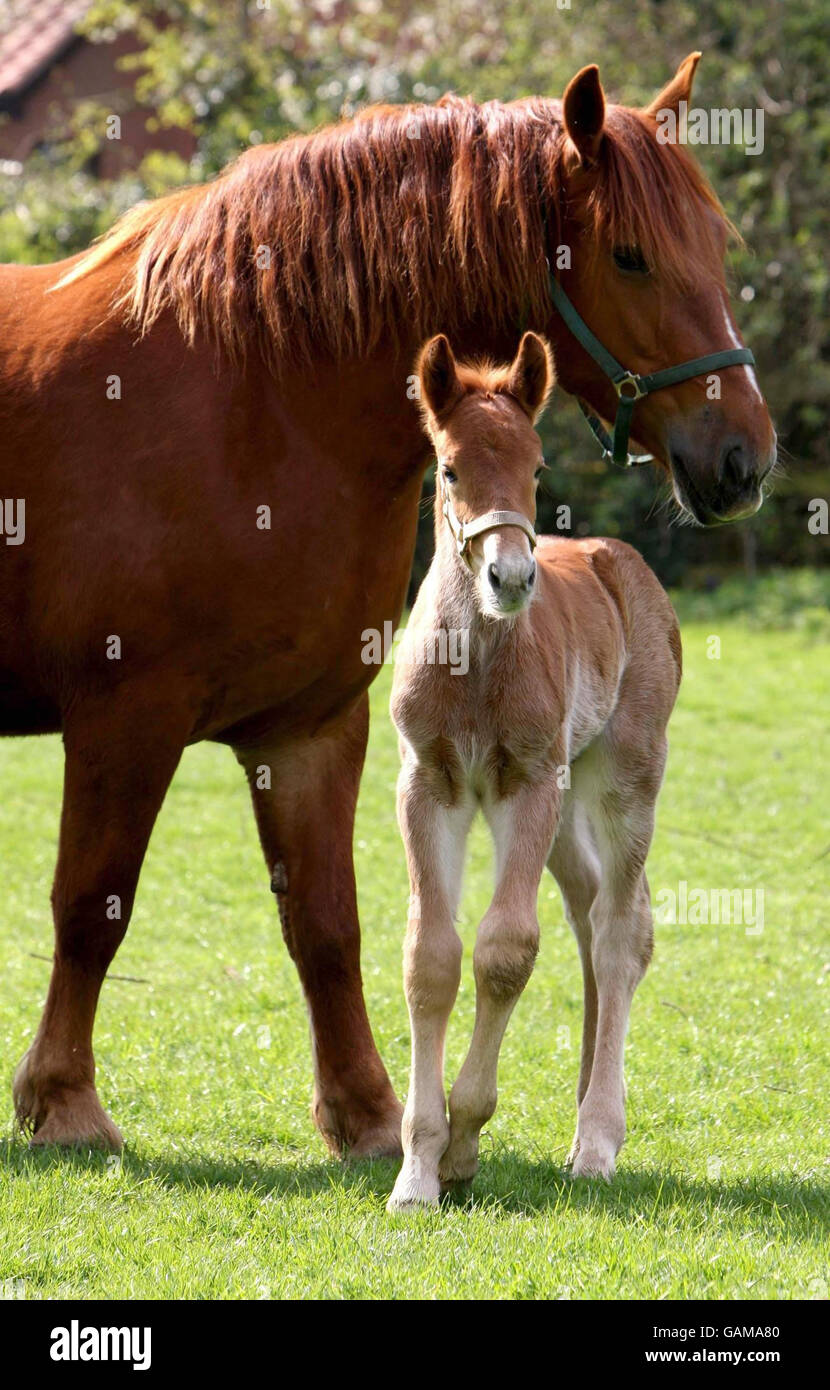 Breeder celebrates birth rare foal hi-res stock photography and images ...