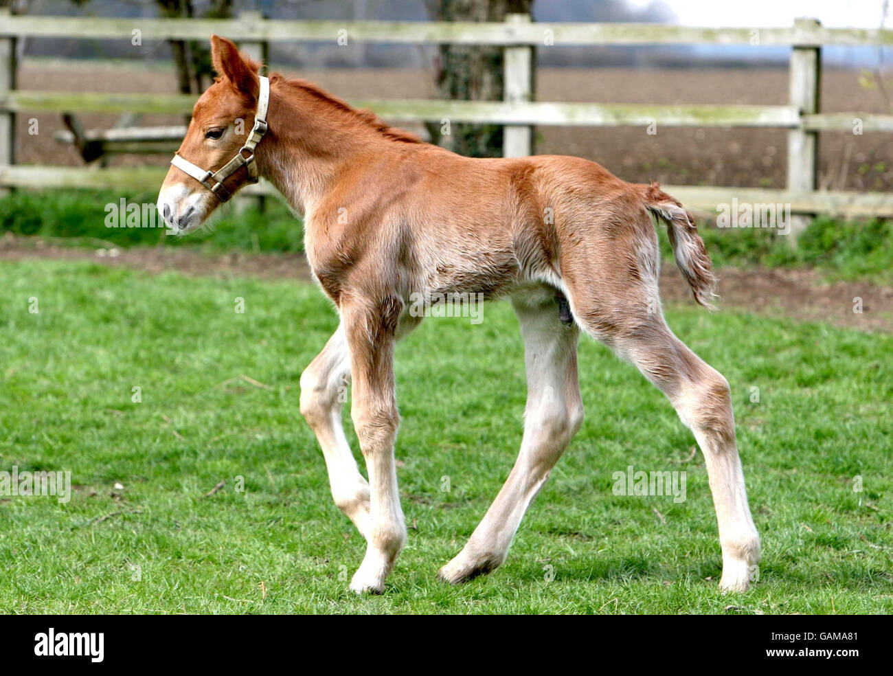 Breeder celebrates birth of rare foal. A five day old Suffolk Punch ...