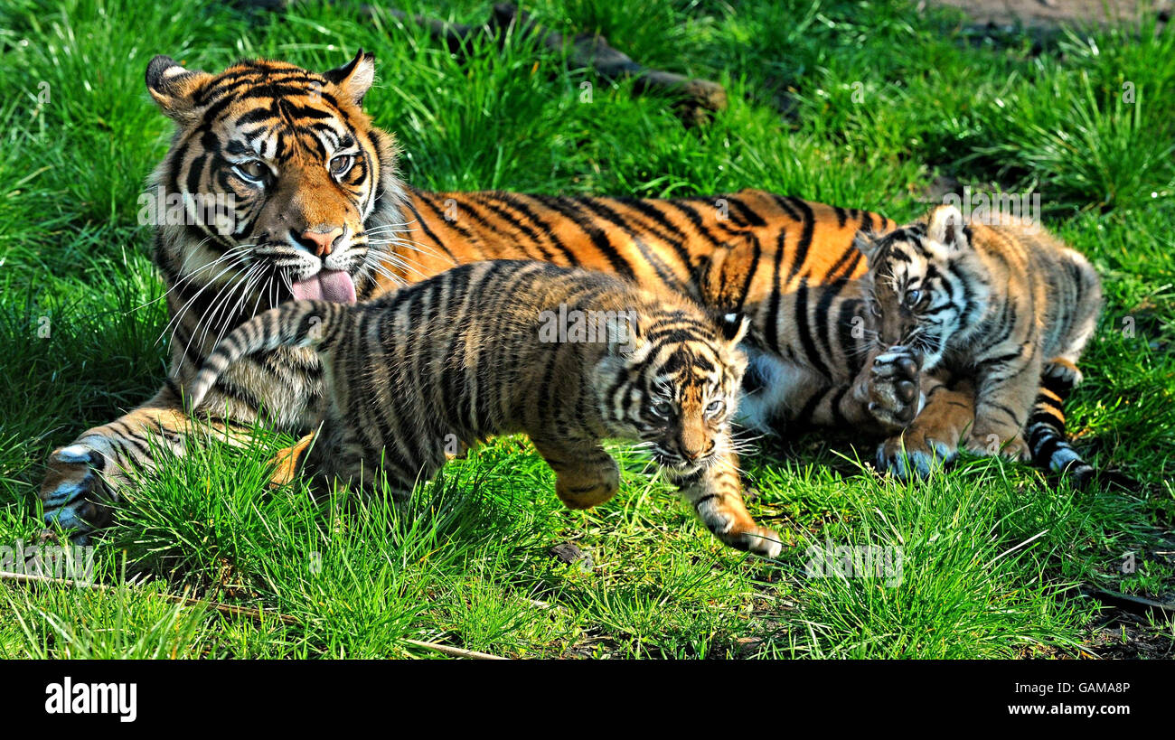 Rare Sumatran tiger cubs at Chessington World of Adventures Stock Photo ...