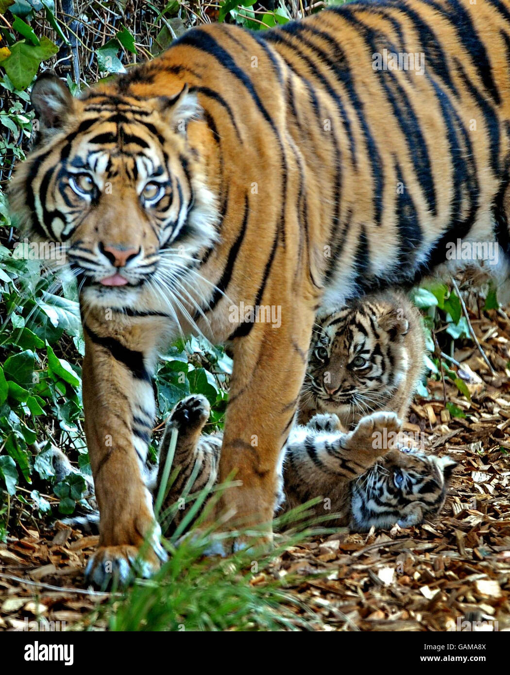 Ratna tiger hi-res stock photography and images - Alamy