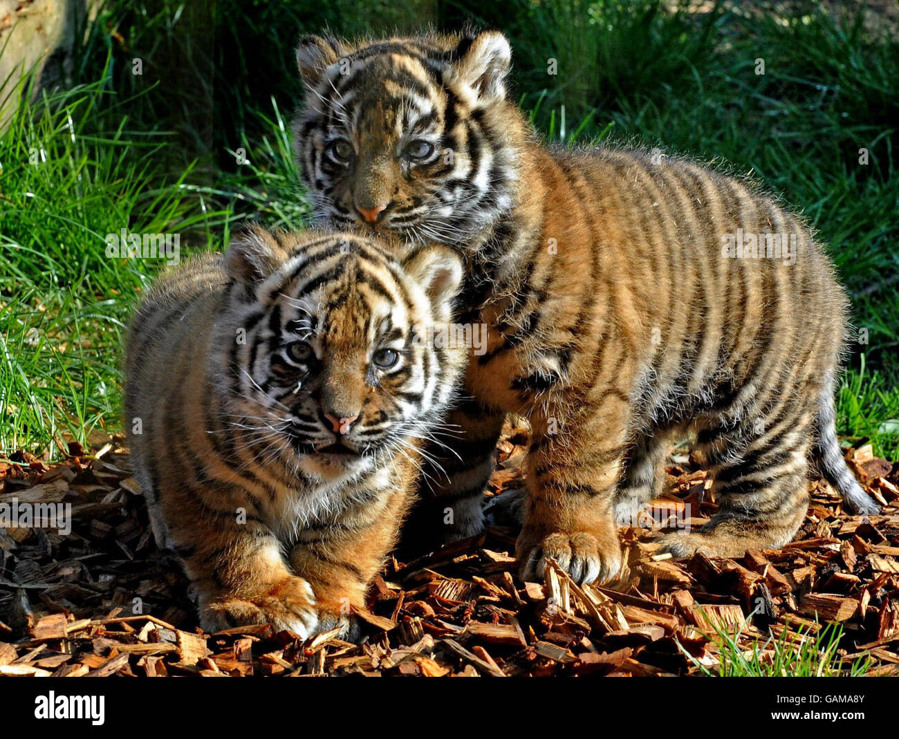 Rare Sumatran tiger cubs at Chessington World of Adventures Stock Photo ...