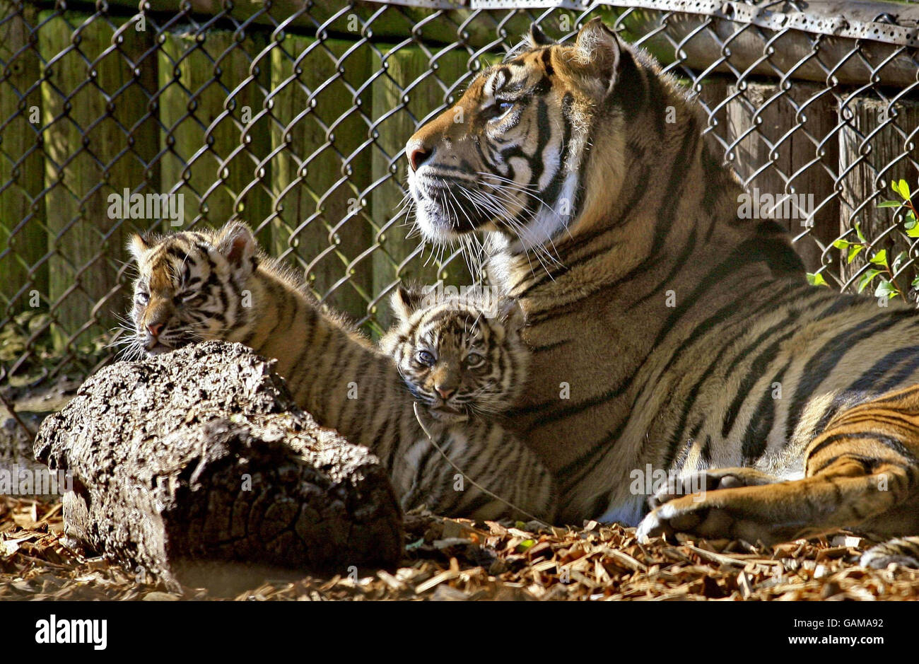 Two rare 7-week-old Sumatran Tiger Cubs, Kabus (male) and Kelabu ...