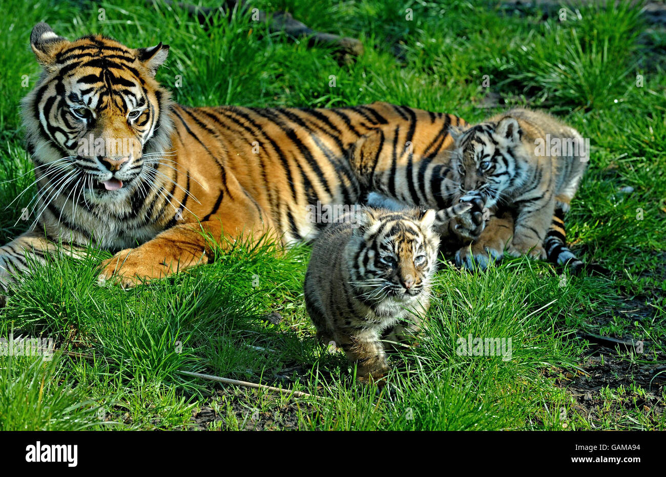 Rare tigers of the world hi-res stock photography and images - Alamy