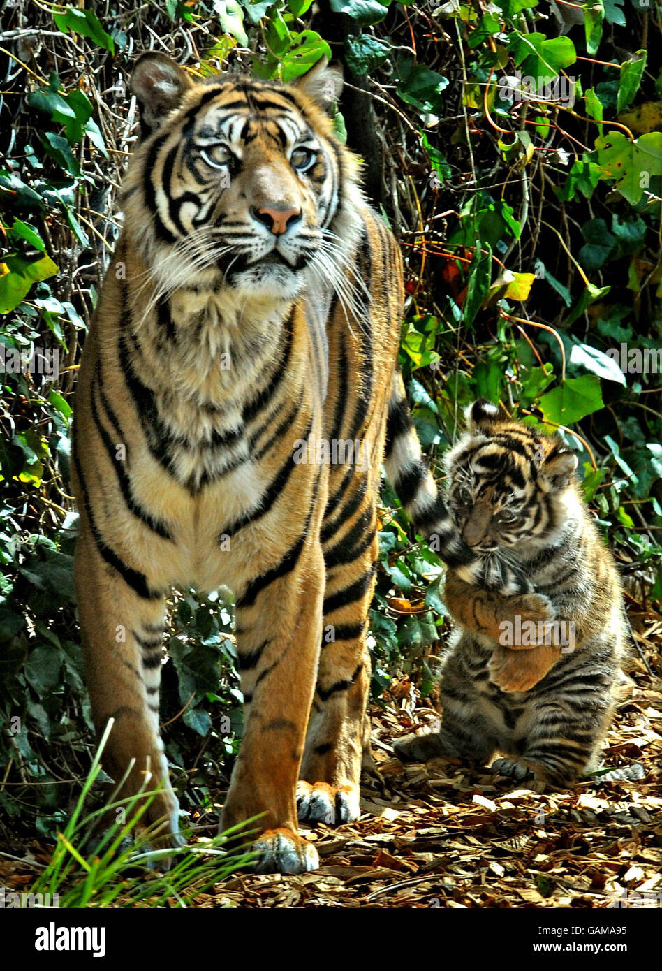 Ratna sumatran tiger cub hi-res stock photography and images - Alamy