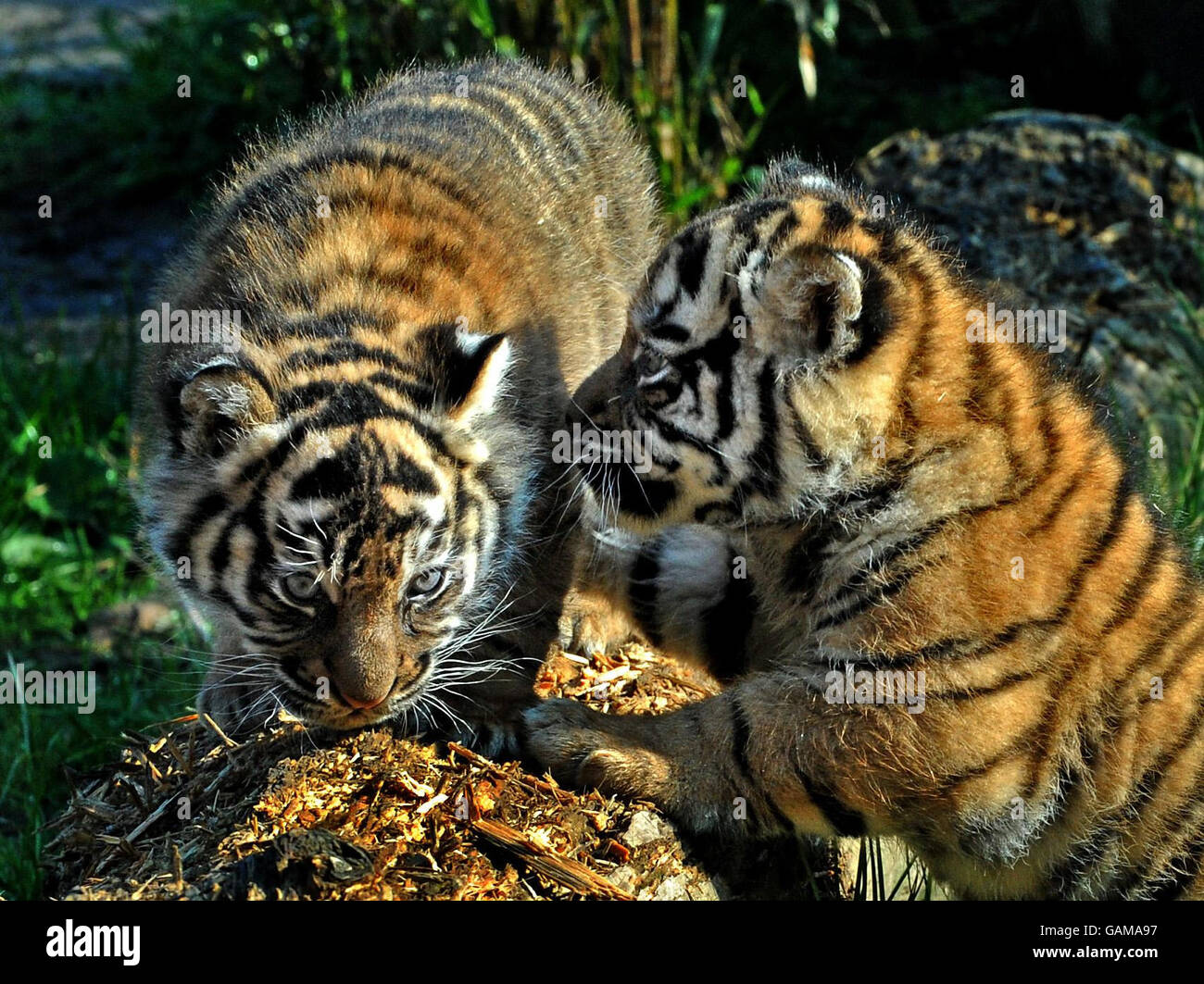 Rare sumatran tiger cubs at chessington world of adventures hi-res ...