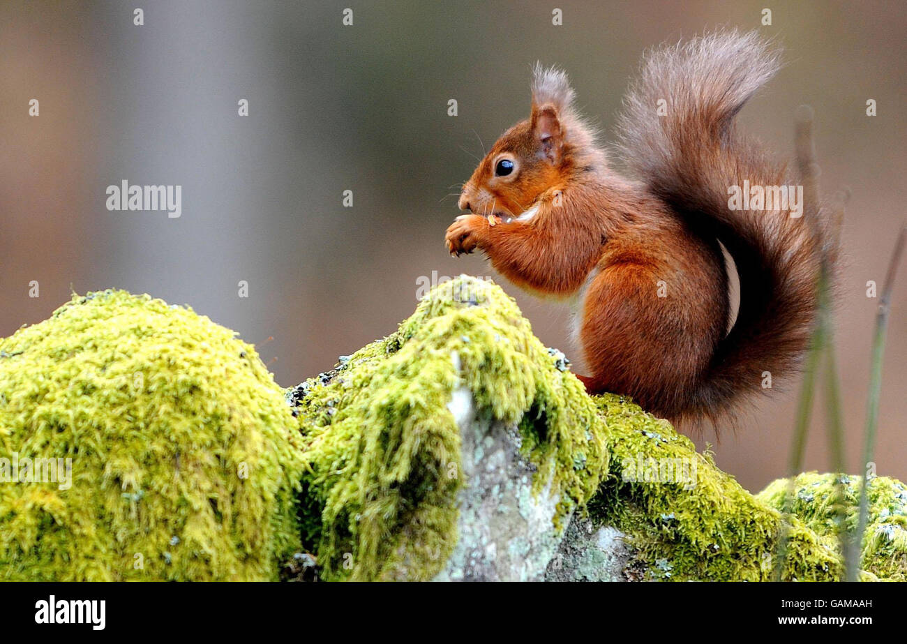 A red squirrel enjoys a nut in Kielder Forest, Northumberland Stock ...