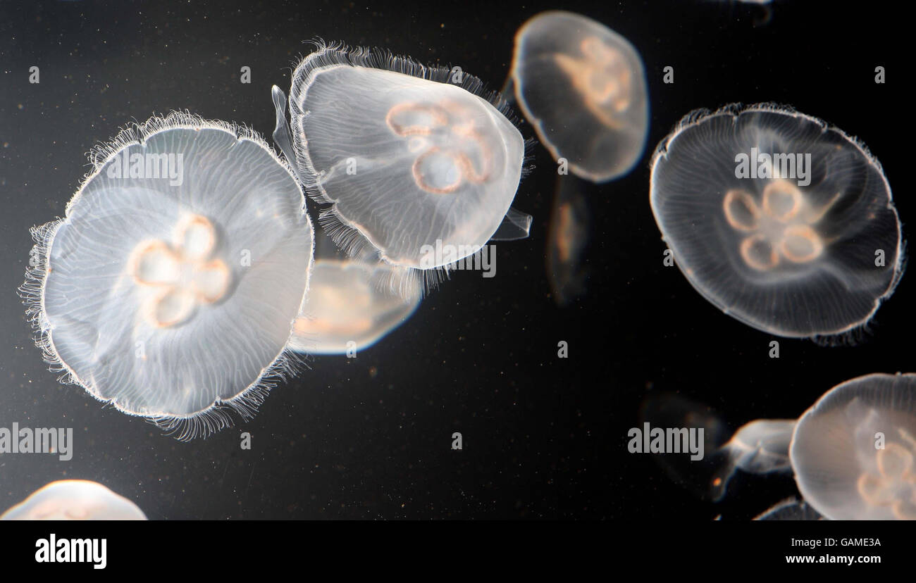 A new installation of Moon Jellyfish at Great Yarmouth, Sea Life Centre ...