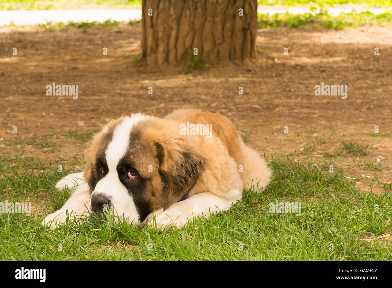 Dog saint bernard hi-res stock photography and images - Alamy